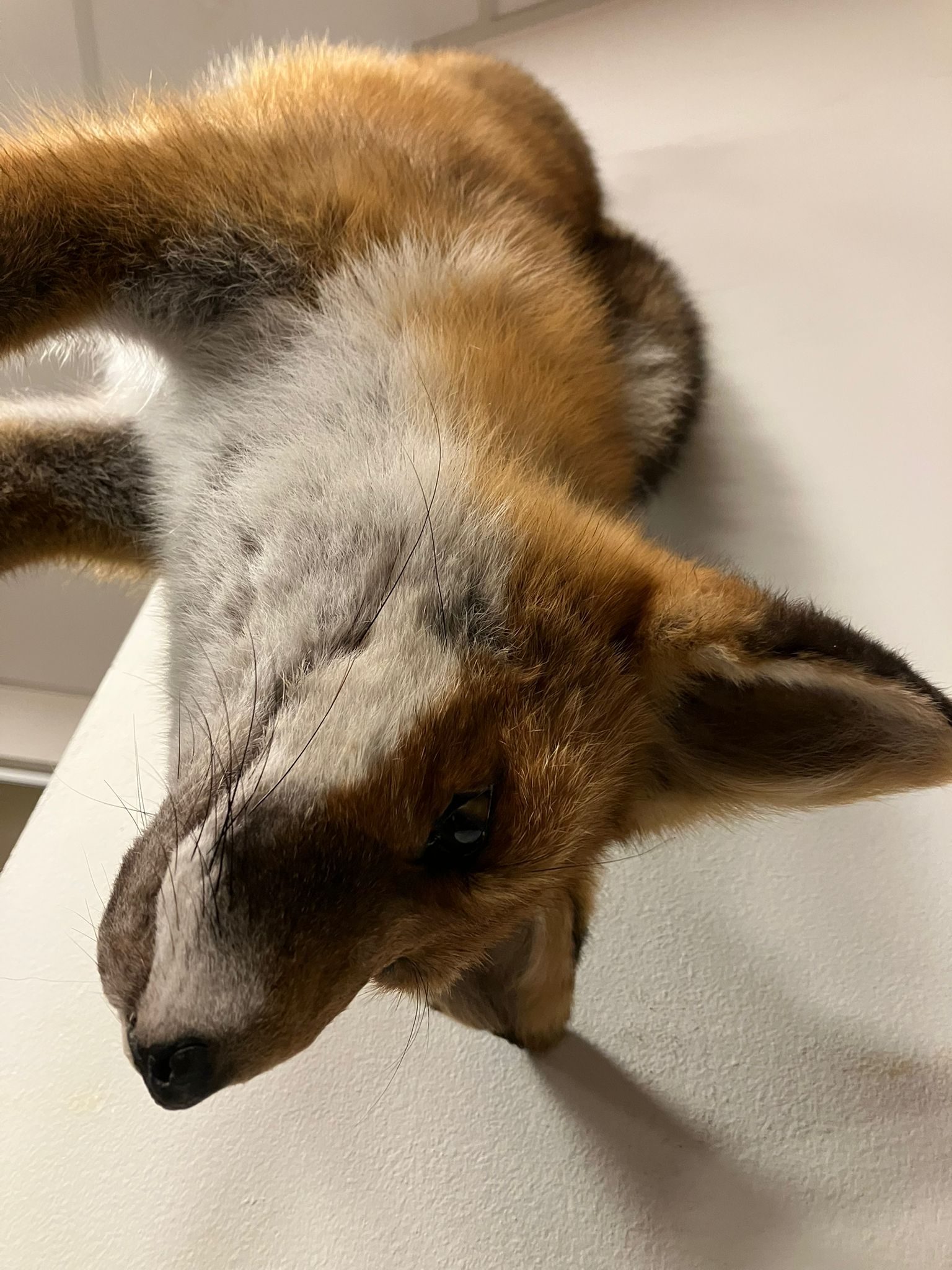 Mounted fox - hanging wall model - Hunting Europe