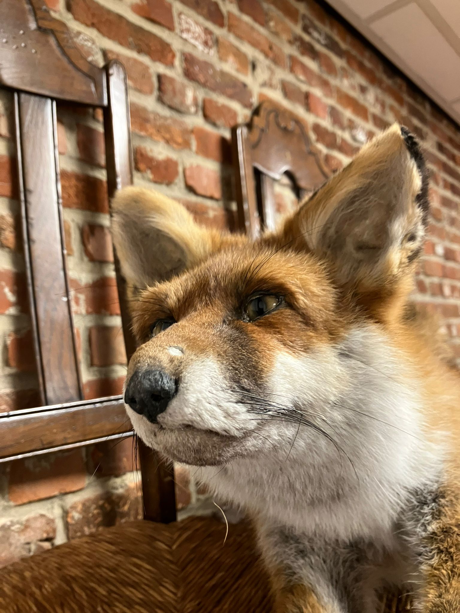 Mounted fox - hanging wall model - Hunting Europe