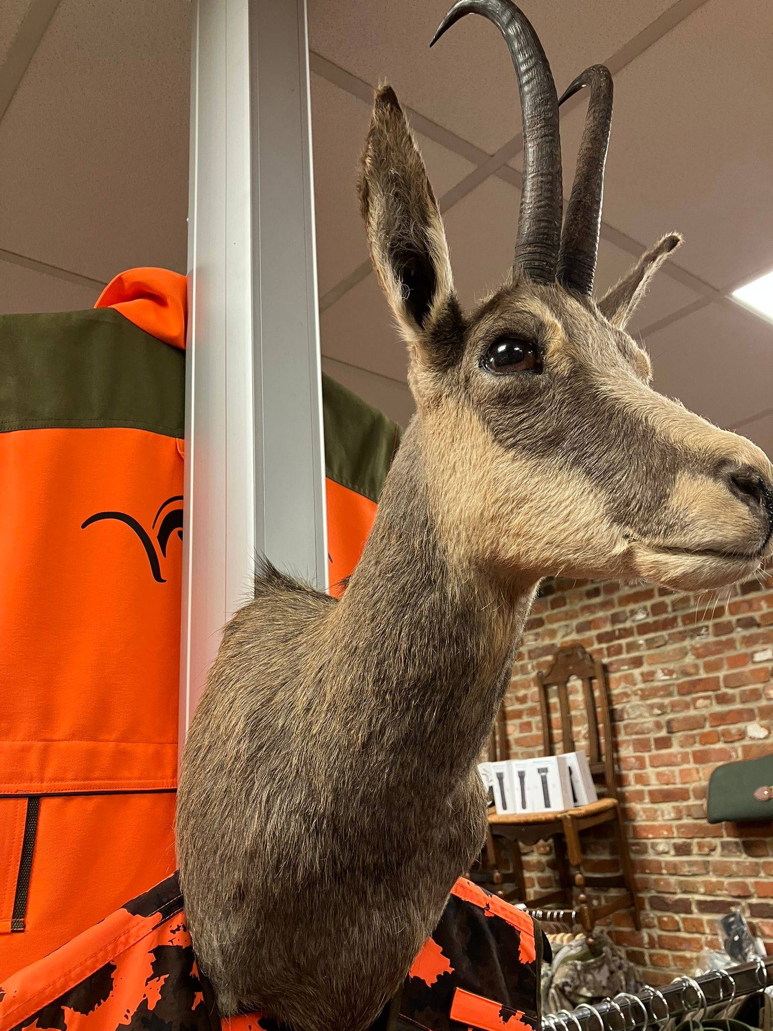 Mounted Gems - wall model - Hunting Europe