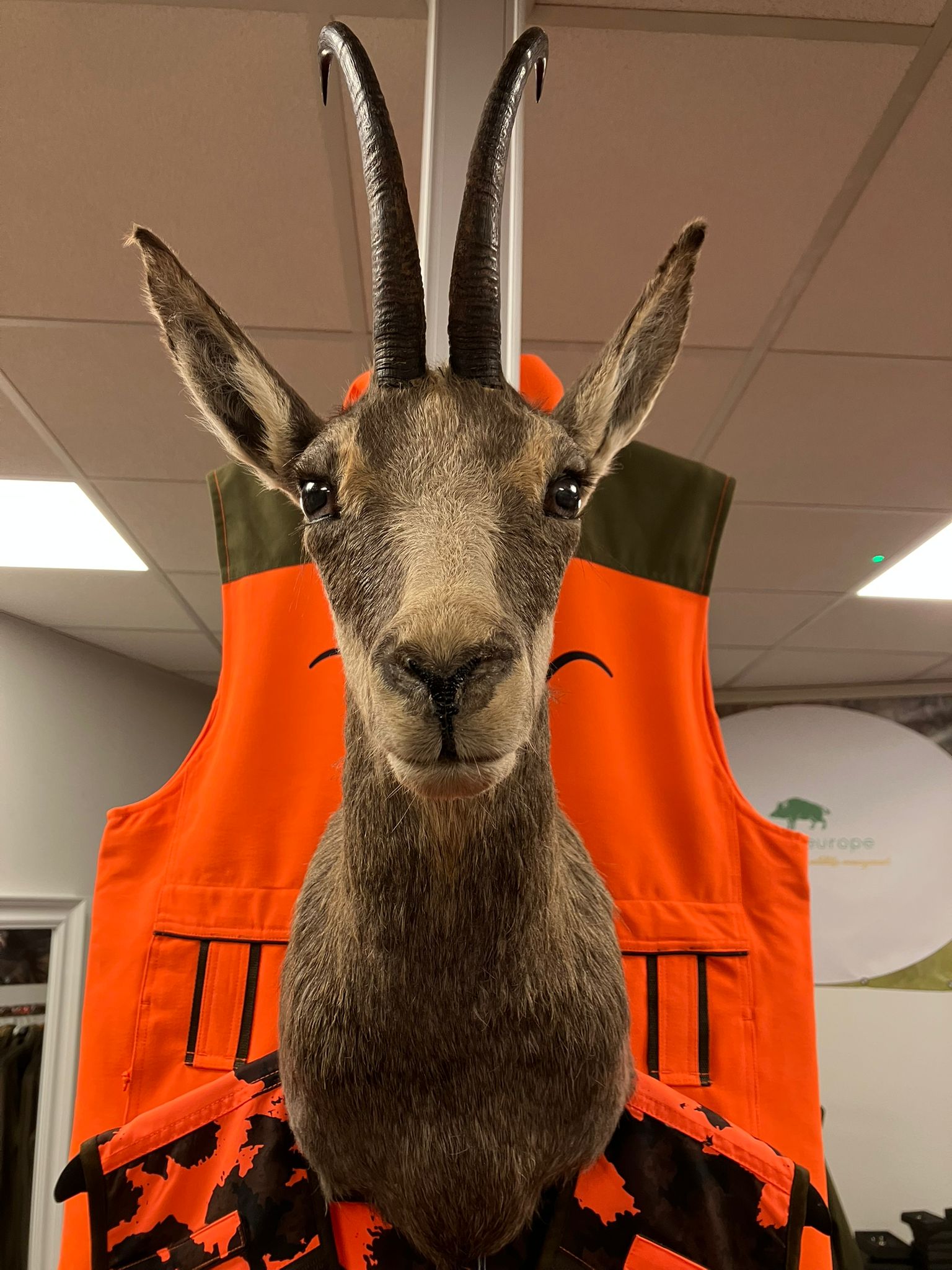 Mounted Gems - wall model - Hunting Europe